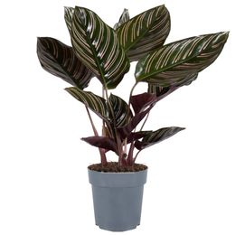 Calathea 'Sanderiana' 11 cm Topf