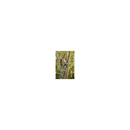 Gardena Akku-Baumschere EasyCut 110/18V P4A Ready-To-Use Set (14772-20)