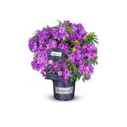 INKARHO Rhododendron 'Grazeasy Purple' Liefergr&ouml;&szlig;e: 30 - 40 cm