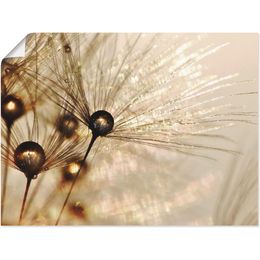 Wandbild Artland "Pusteblume Goldener Tropfen", gold (farbe bild(er): goldfarben), B:40cm H:30cm, Bilder, als Alubild, Leinwandbild, Poster in verschied. Gr&ouml;&szlig;en