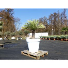 Yucca Rostrata 170 cm Stamm 55 cm im Pflanzk&uuml;bel &Oslash;80 cm Wei&szlig; winterhart