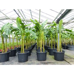 Bananenstaude als 3er Gruppe Banane Musa Basjoo 220 cm winterhart Staude japanische Faserbanane