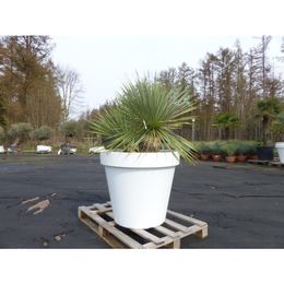Yucca Rostrata 140 cm Stamm 25 cm im Pflanzk&uuml;bel &Oslash;80 cm Wei&szlig; winterhart
