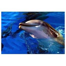 Fototapete papermoon "Delfin", bunt, B:2,5m L:1,86m, Vlies, Tapeten