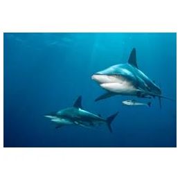 Fototapete papermoon "SCHWARZSPITZEN-HAI-MEER UNTERWASSERWELT FISCHE DELFIN", bunt, B:3m L:2,23m, Vlies, Tapeten