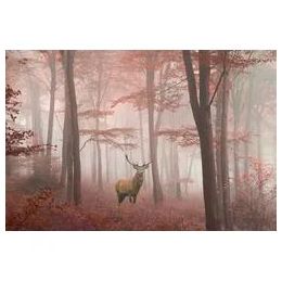 Fototapete papermoon "Hirsch in Wald", bunt, B:3m L:2,23m, Vlies, Tapeten