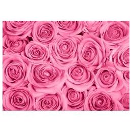 Fototapete papermoon "Pink Roses", bunt, B:3,5m L:2,6m, Vlies, Tapeten