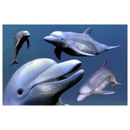 Fototapete papermoon "DELFINE-ZAHNWAL TIER SEE OZEAN MEER WASSER WALE ORCA", bunt, B:4m L:2,6m, Vlies, Tapeten