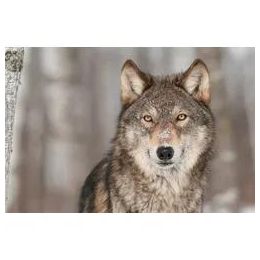 Fototapete papermoon "WOLF-TIER HUNDE RAUBTIER GRAU RUDEL WALD WILD NATUR", bunt, B:4m L:2,6m, Vlies, Tapeten
