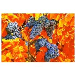 Fototapete papermoon "TRAUBEN-STRAUBE-WEIN PFLANZEN MUSTER DEKOR BLUMEN MAKRO", bunt, B:3,5m L:2,6m, Vlies, Tapeten
