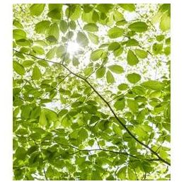 Vliestapete Komar "Digitaldruck Vlies - Im Fr&uuml;hlingswald - Gr&ouml;&szlig;e 250 x 280 cm", gr&uuml;n (gr&uuml;n, wei&szlig;), B:250m L:280m, Vlies, Tapeten, Wohnzimmer, Schlafzimmer