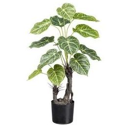 Kunstpalme Creativ green "Nephtytispflanze", gr&uuml;n, H:70cm, Kunstpflanzen, mit gro&szlig;en Bl&auml;ttern