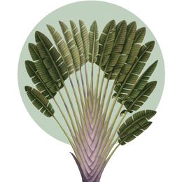 Bild Komar "Botanical Garden Pinnate Palm", gr&uuml;n (farbe bild(er): gr&uuml;n), B:40cm H:50cm, Holz, Papier, Bilder, Bild, Wandbild zur Dekoration - ohne Rahmen