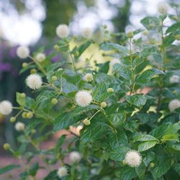 Knopfbusch 'Sugar Shack' Liefergr&ouml;&szlig;e: 30 - 40 cm