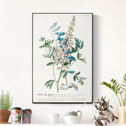 Akustik-Wechselbild Vintage Botanik Illustration H&uuml;lsenfr&uuml;chte