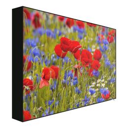 Bilderwelten Akustik-Wechselbild Sommerwiese mit Mohn und Kornblumen
