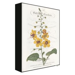 Bilderwelten Akustik-Wechselbild Botanisches Tableau - K&ouml;nigskerze
