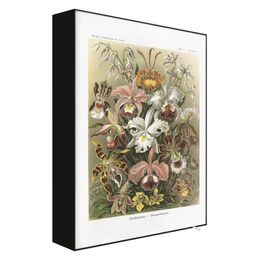 Bilderwelten Akustik-Wechselbild Vintage Lehrtafel Orchidee