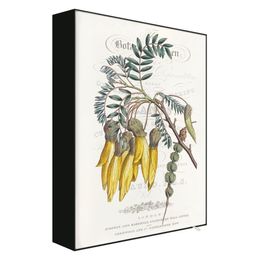 Bilderwelten Akustik-Wechselbild Botanisches Tableau - Schnurbaum