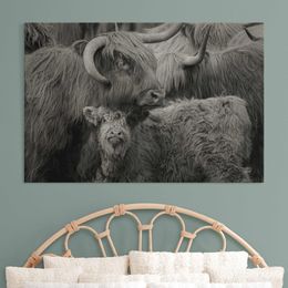 Akustikbild Hochlandrind Familie