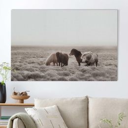 Bilderwelten Akustikbild Tiere braun Motiv Schallschutzbild - Island Wildpferde - Pferde Wohnzimmer Schlafzimmer