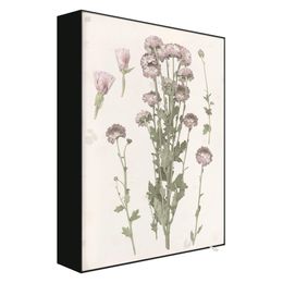 Bilderwelten Akustik-Wechselbild Herbarium in rosa I