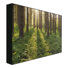 Bilderwelten Akustik-Wechselbild Sonnenstrahlen in gr&uuml;nem Wald