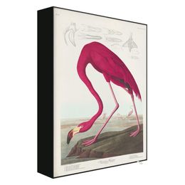 Bilderwelten Akustik-Wechselbild Vintage Lehrtafel Amerikanischer Flamingo