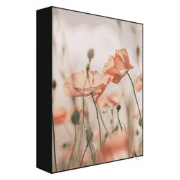 Bilderwelten Akustik-Wechselbild Mohnbl&uuml;ten im Sommerwind