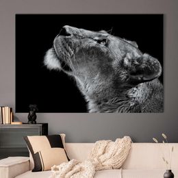 Akustikbild Portrait einer L&ouml;win