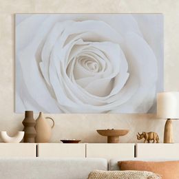 Bilderwelten Akustikbild Blumen weiss Landhaus Schallschutzbild - Pretty White Rose - Rose Wohnzimmer Schlafzimmer