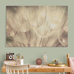 Akustikbild Pusteblumen Nahaufnahme in wohnlicher Sepia T&ouml;nung