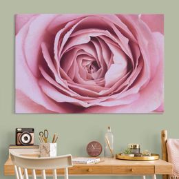 Akustikbild Rosa Rosenbl&uuml;te