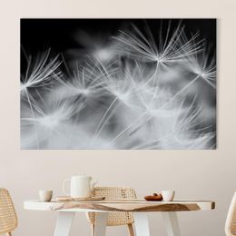 Bilderwelten Akustikbild Blumen schwarz weiss Motiv Schallschutzbild - Bewegte Pusteblumen Nahaufnahme auf schwarzem Hintergrund - Pusteblume Wohnzimmer