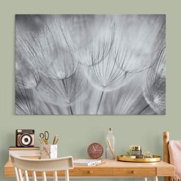 Akustikbild Pusteblumen Makroaufnahme in schwarz wei&szlig;