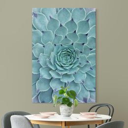 Akustikbild Kaktus Agave