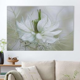Bilderwelten Akustikbild Blumen weiss Motiv Schallschutzbild - Wei&szlig;e Nigella - Wandbild Wohnzimmer Schlafzimmer