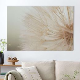 Bilderwelten Akustikbild beige Landhaus Schallschutzbild - Weiche Pusteblume - Pusteblume Wohnzimmer Schlafzimmer