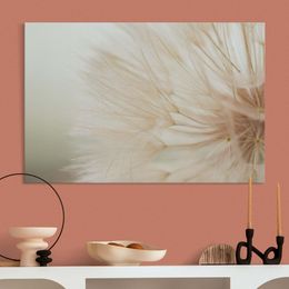 Akustikbild Weiche Pusteblume