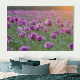 Bilderwelten Akustikbild Blumen violett Motiv Schallschutzbild - Violette Schlafmohn Blumenwiese im Fr&uuml;hling - Blumenwiese Wohnzimmer Schlafzimmer