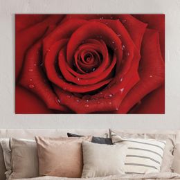 Bilderwelten Akustikbild Blumen rot Motiv Schallschutzbild - Rote Rose mit Wassertropfen - Rose Wohnzimmer Schlafzimmer