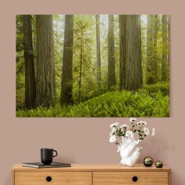 Akustikbild Redwood State Park Waldblick