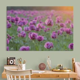 Akustikbild Violette Schlafmohn Blumenwiese im Fr&uuml;hling