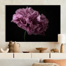 Bilderwelten Akustikbild schwarz Motiv Schallschutzbild - Stolze Pfingstrose vor Schwarz - Rose Wohnzimmer Schlafzimmer