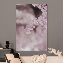 Akustikbild Kirschbl&uuml;te im Violetten Licht