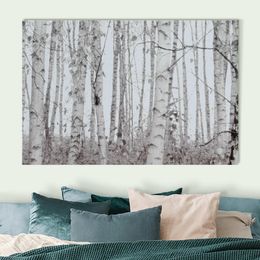 Bilderwelten Akustikbild Wald grau Motiv Schallschutzbild - Silberbirke im wei&szlig;en Licht - B&auml;ume Wohnzimmer Schlafzimmer
