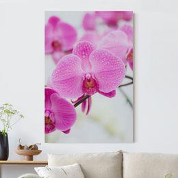 Bilderwelten Akustikbild Blumen pink Motiv Schallschutzbild - Nahaufnahme Orchidee - Orchidee Wohnzimmer Schlafzimmer