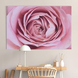 Bilderwelten Akustikbild Rosa Rosenbl&uuml;te