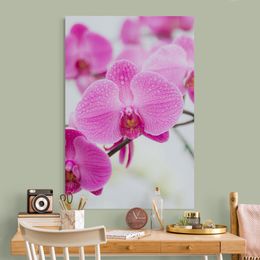 Akustikbild Nahaufnahme Orchidee