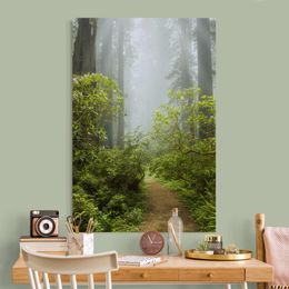 Akustikbild Nebliger Waldpfad